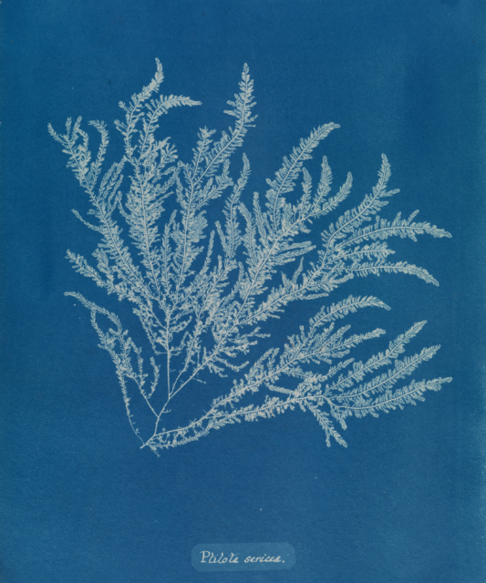 Anna Atkins: Cyanotypes & Margaret Watkins: Advertising Photography ...