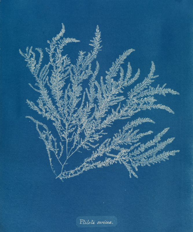 Anna Atkins: Cyanotypes & Margaret Watkins: Advertising Photography ...